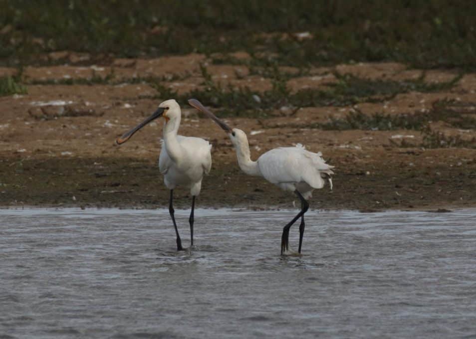 The Spoonbill - A Holkham Success Story | Blog | Holkham