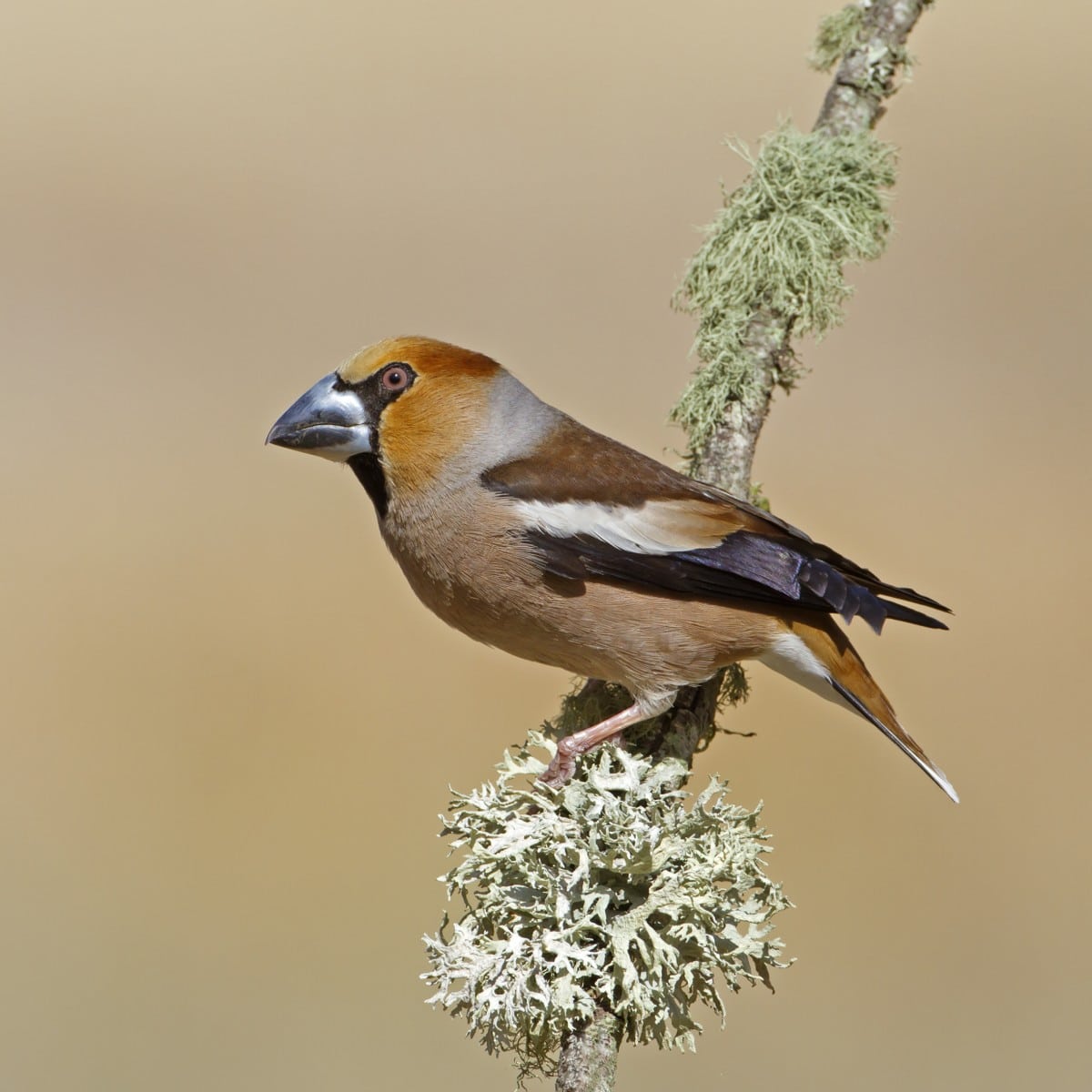 Hawfinch | Elusive Species | UK Birds | Holkham National Nature Reserve