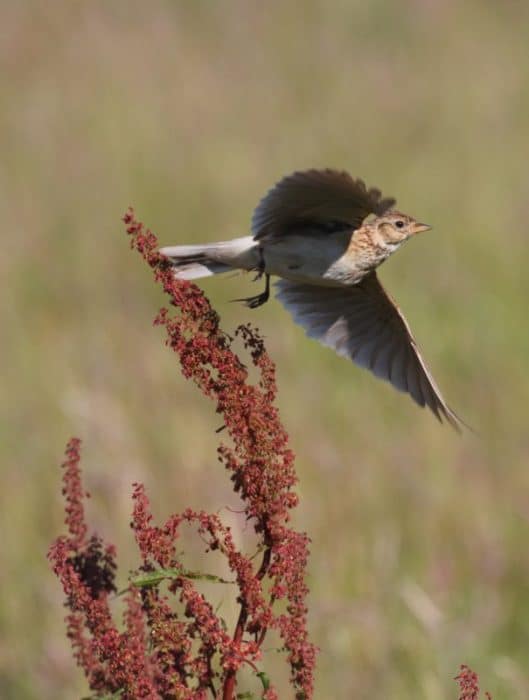 NFU Big Farmland Bird Count | Holkham Estate