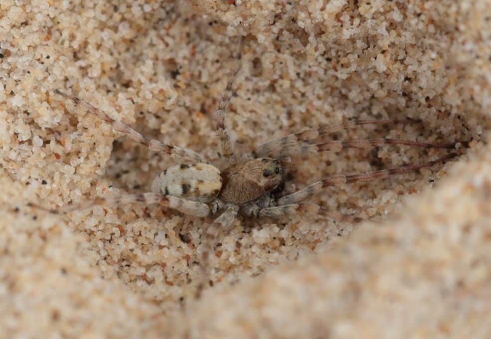 A Spider In The Sand | Blog | Holkham