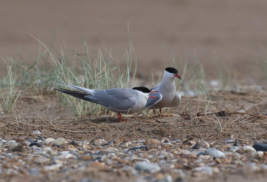 Protecting Little Terns | National Nature Reserve| Blog | Holkham