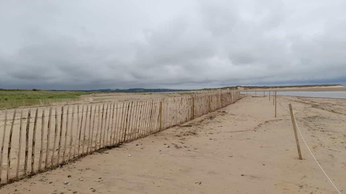 Sand dune restoration and preserving Holkham's natural history - Holkham