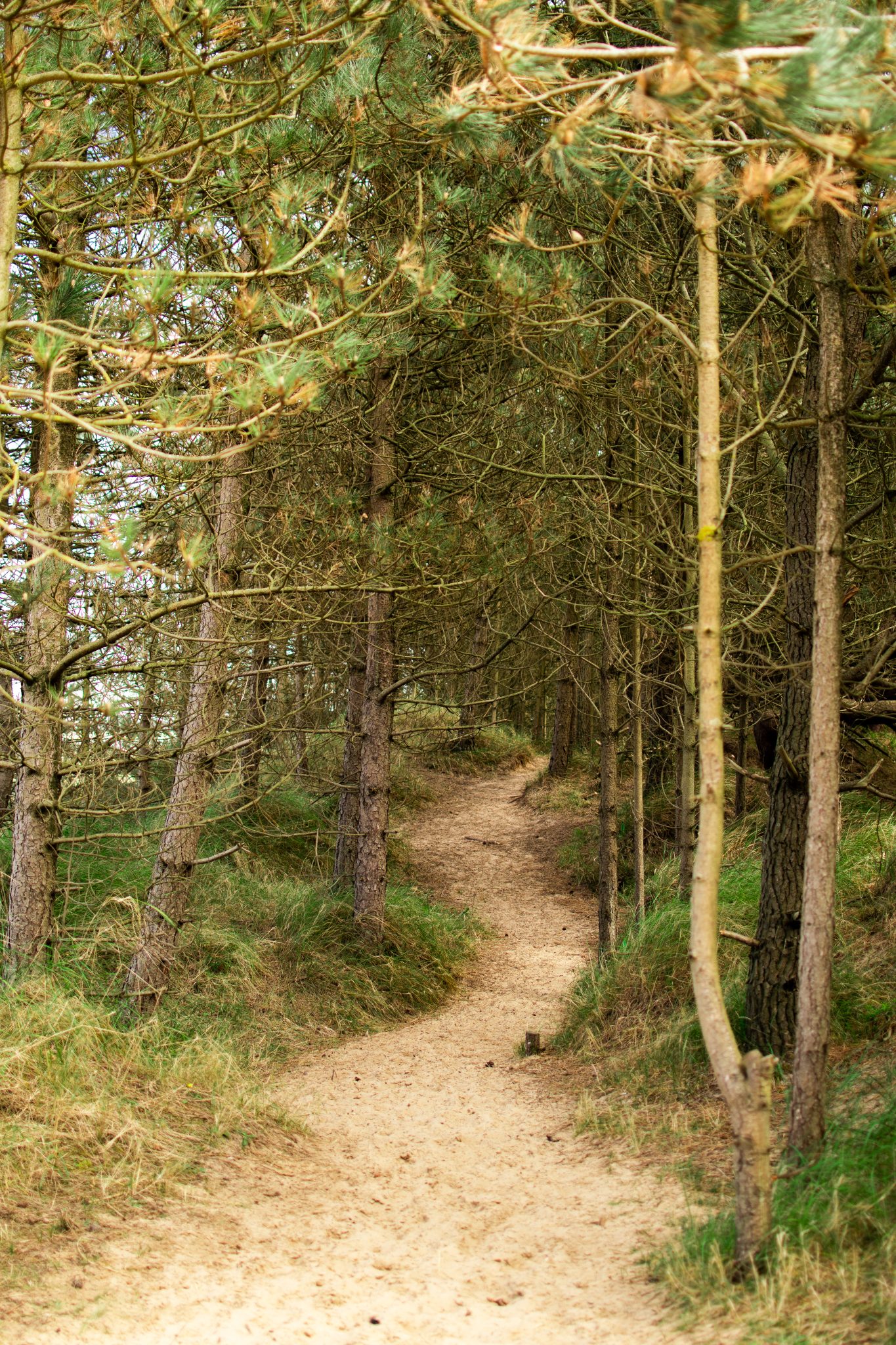 Forestry | Farming on the Holkham Estate | Norfolk