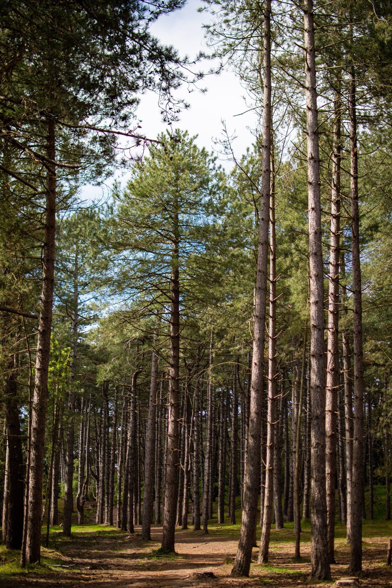 Forestry | Farming on the Holkham Estate | Norfolk