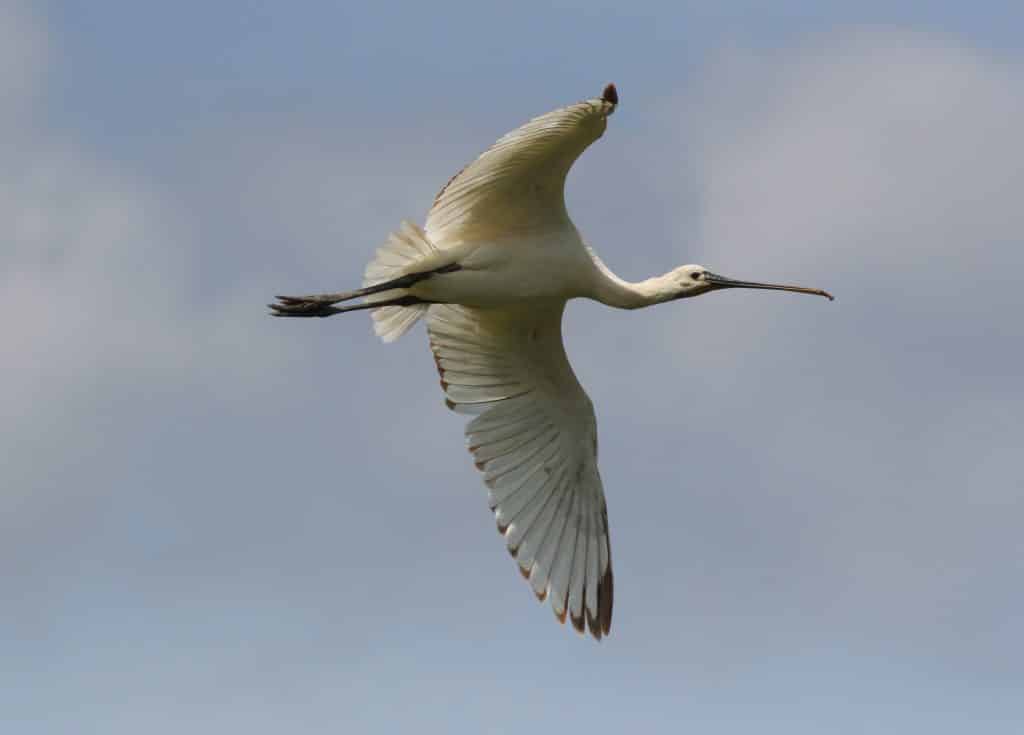 Immy's 10 wonders of Holkham wildlife you must see during your visit to ...