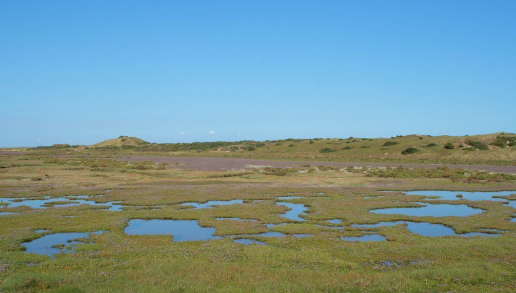 Saltmarsh | Holkham National Nature Reserve | North Norfolk