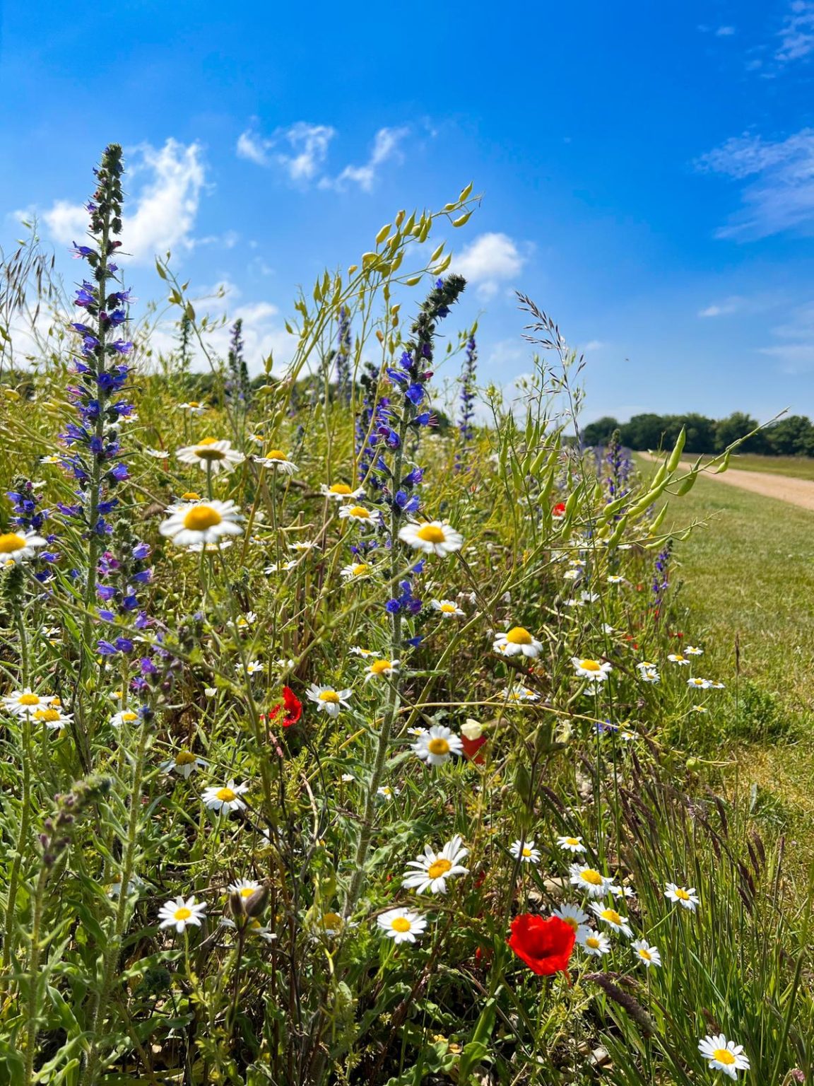 About Holkham Hall & Estate - Holkham