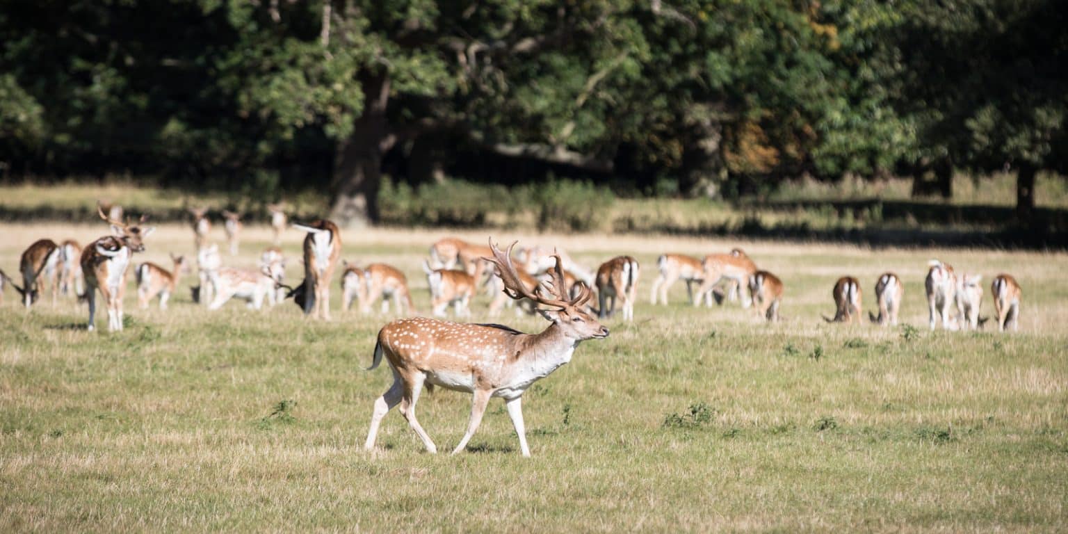 Temples, Trees, Turnips and a Tipple - Tractor Trailer Tour - Holkham