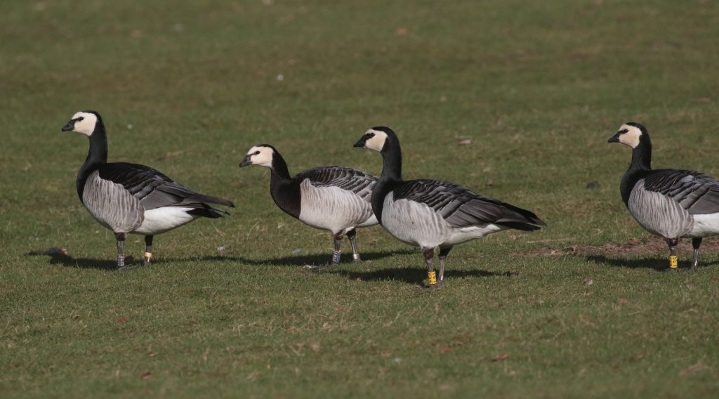 World Wildlife Day: Following the flocks of Barnacle Geese - Holkham