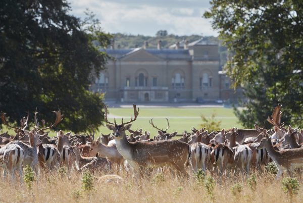 Holkham Park | Plan your visit | Family days out in Norfolk