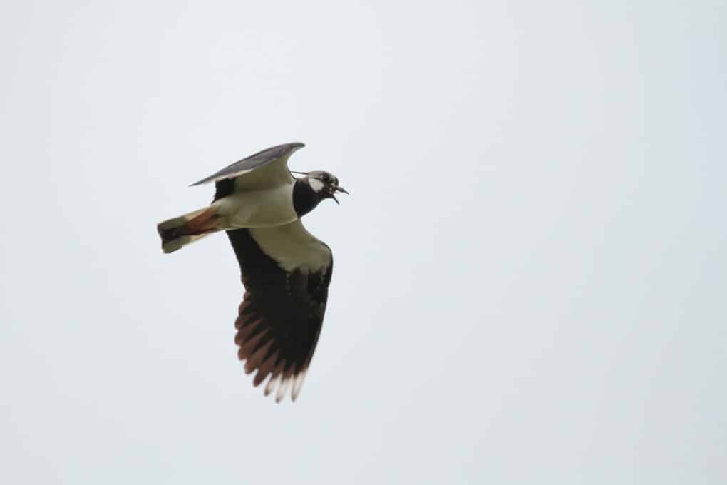 10 signs of Spring to spot at Holkham - Holkham
