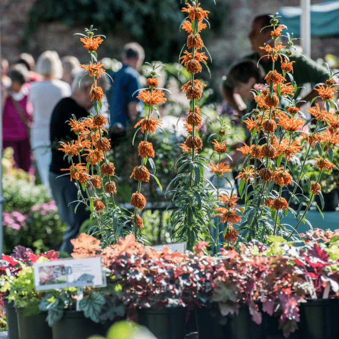 Summer Garden and Outdoor Living Fair - Holkham