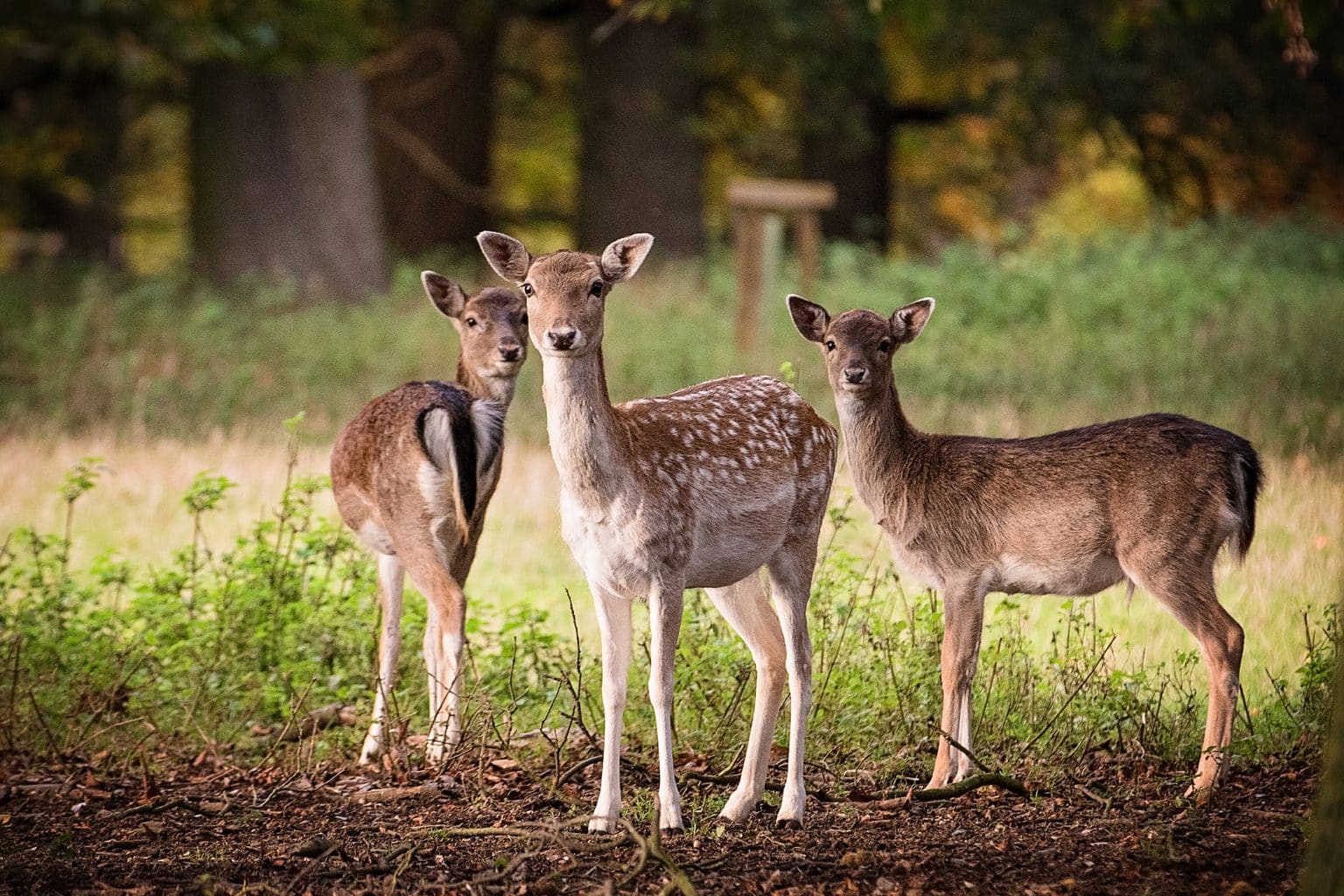 Deer Photography Workshop - Holkham